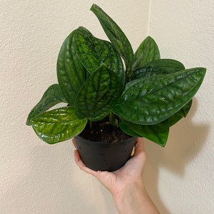 Rare Monstera Peru Green Galaxy Philodendron Monstera Karstenianum ...