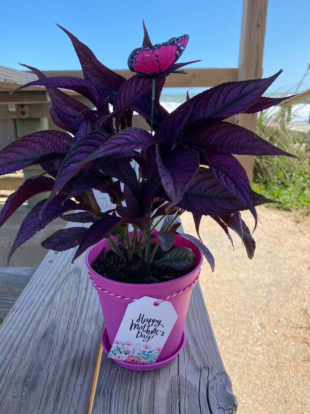 Purple Persian Shield Gift Plant, Royal Purple Plant, 5” Pot, Tropical ...