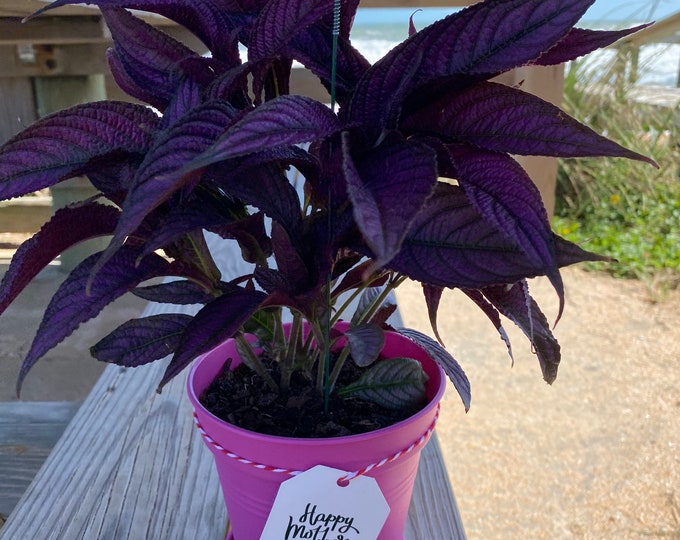 Purple Persian Shield Gift Plant, Royal Purple Plant, 5” Pot, Tropical ...