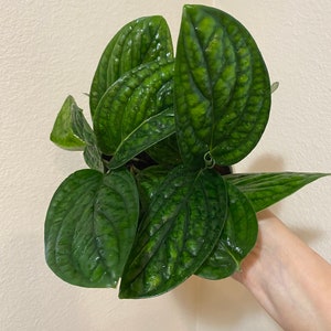 Rare Monstera Peru Green Galaxy Philodendron Monstera Karstenianum ...