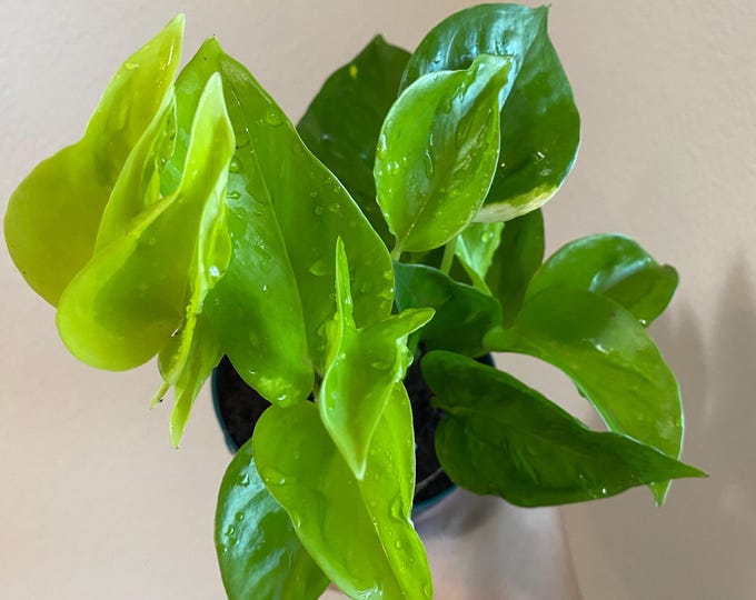 Pothos Champs Elysees | Teruno Pothos | Epipremnum Japanese Pothos ...