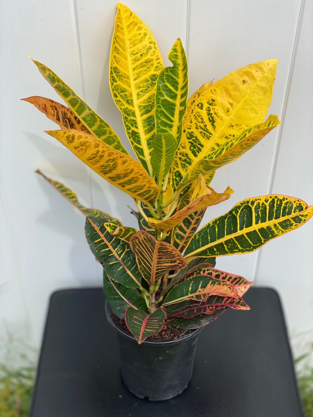 Codiaeum Croton Petra, Live Plant, 6” Nursery Pot, Fall Plant - Etsy