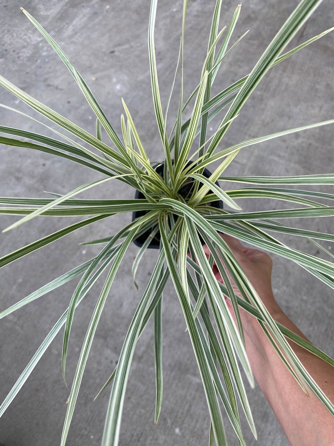 Liriope Muscari, Liriope Aztec Grass, Green and Silver Variegated ...