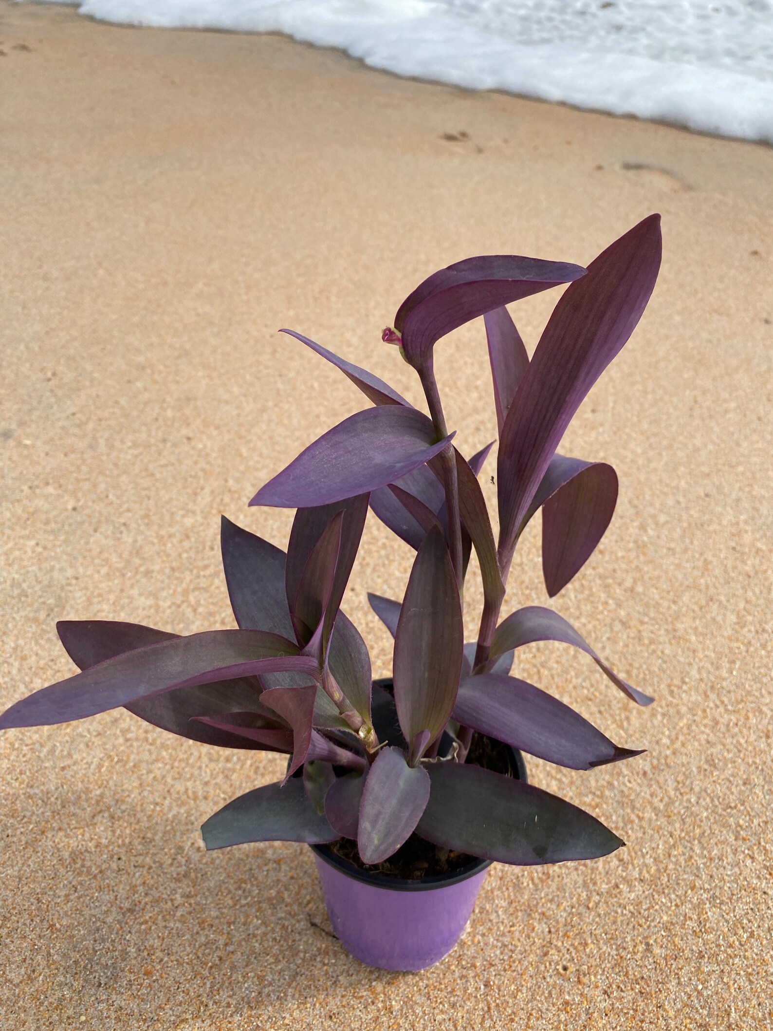 LIVE Tradescantia Pallida, Purple Queen, Exotic Houseplant, Purpurea, 4 ...