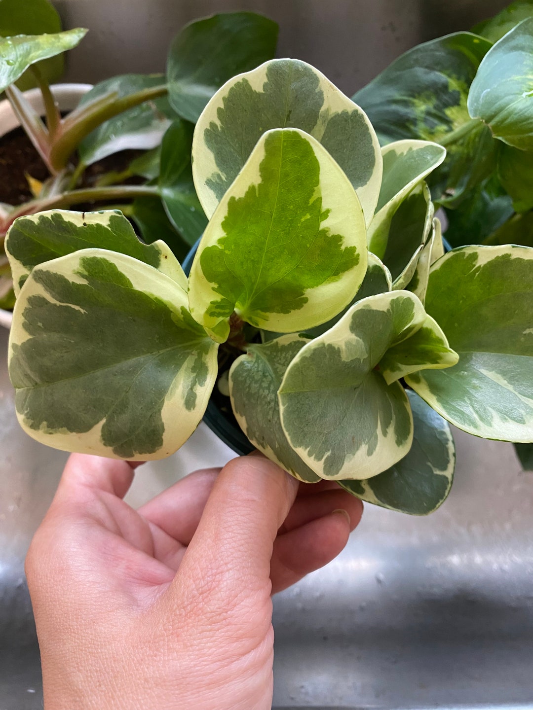 Live Peperomia Obtusifolia Variegata, Variegated Baby Rubberplant, 4 ...