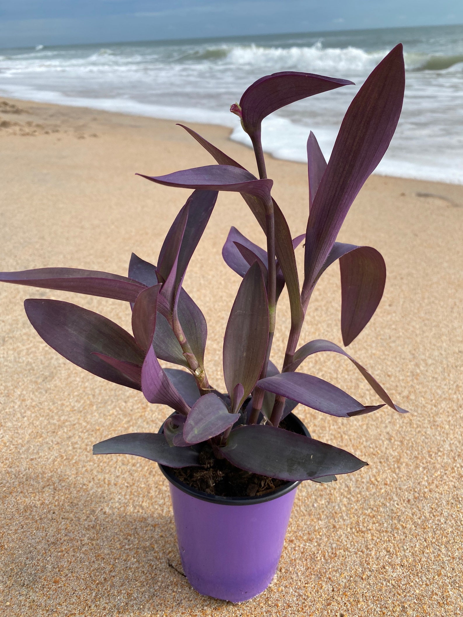 LIVE Tradescantia Pallida, Purple Queen, Exotic Houseplant, Purpurea, 4 ...