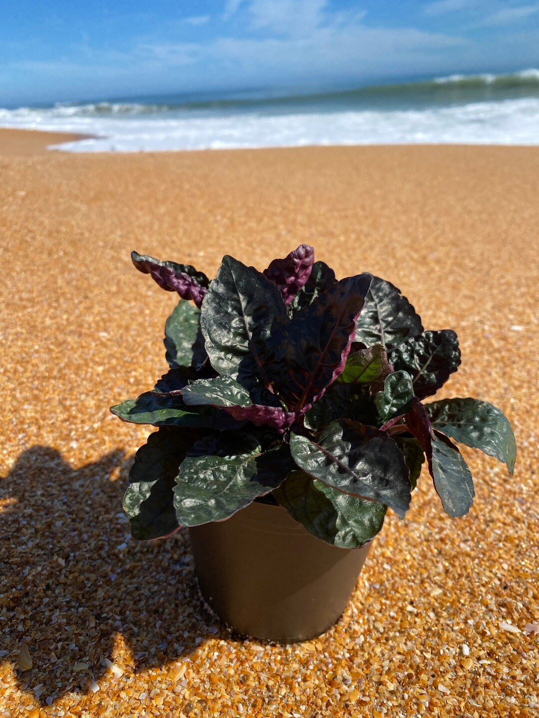 LIVE Purple Waffle Plant, Pet Friendly Plant, Purple Plant, Rare ...