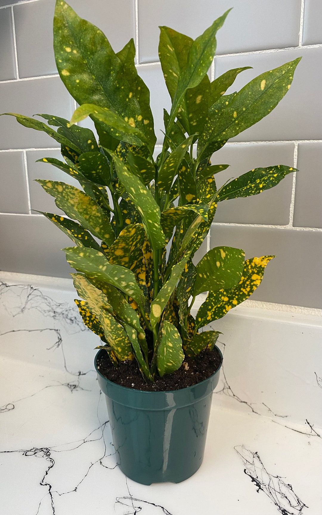 Gold Dust Croton, Live Tropical Houseplant, Variegated Codiaeum ...