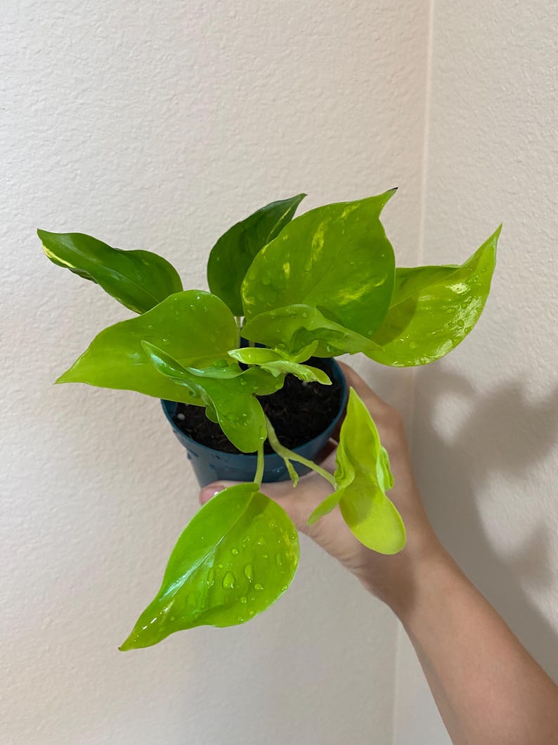 Pothos Champs Elysees | Teruno Pothos | Epipremnum Japanese Pothos ...