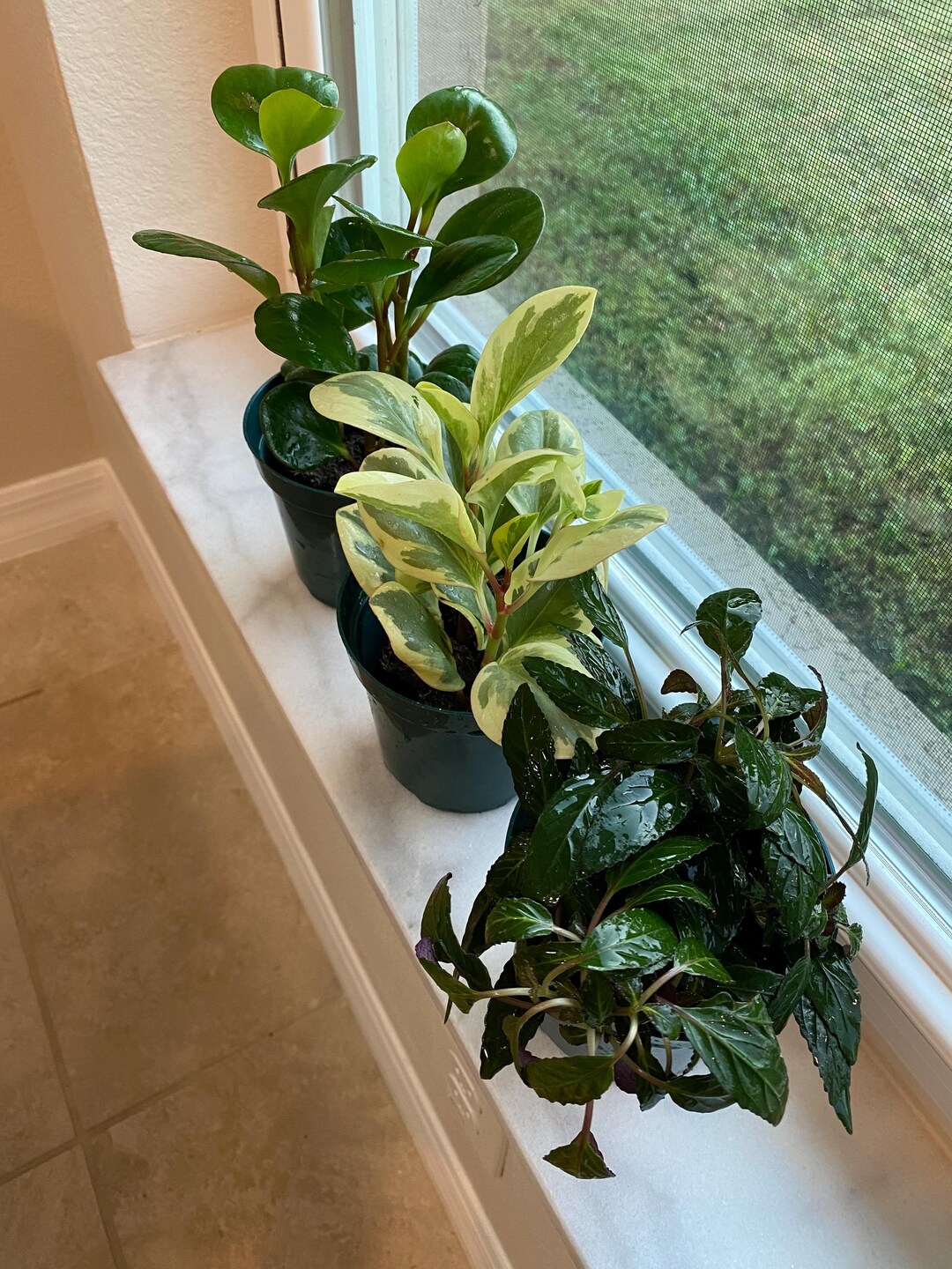 Pet Friendly Mystery Plant Set | Pet Safe Houseplant Mystery Bundle Box ...