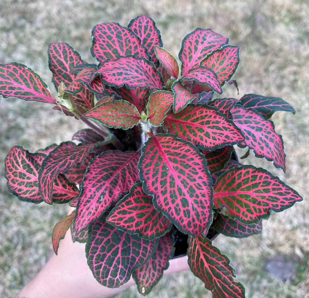 Live Red Fittonia Plant, ‘ruby Red’, Nerve Plant, Pet-friendly Plants ...