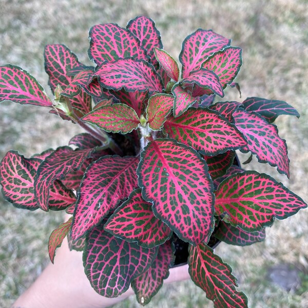 Fittonia - Etsy