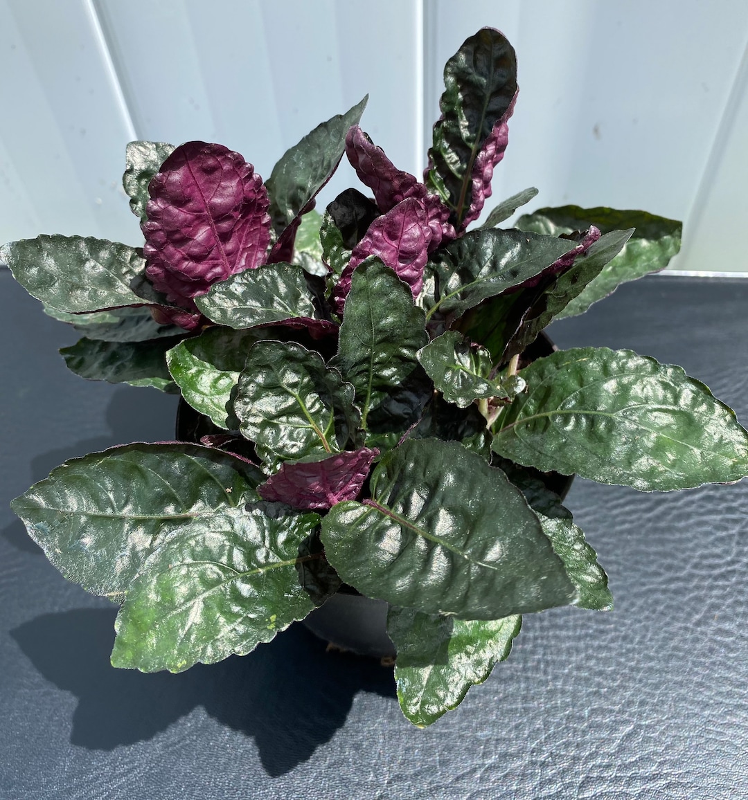 LIVE Purple Waffle Plant, Pet Friendly Plant, Purple Plant, Rare ...