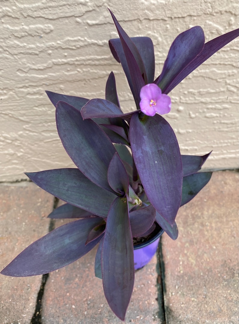 LIVE Tradescantia Pallida, Purple Queen, Exotic Houseplant, Purpurea, 4 ...