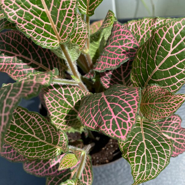 Fittonia - Etsy