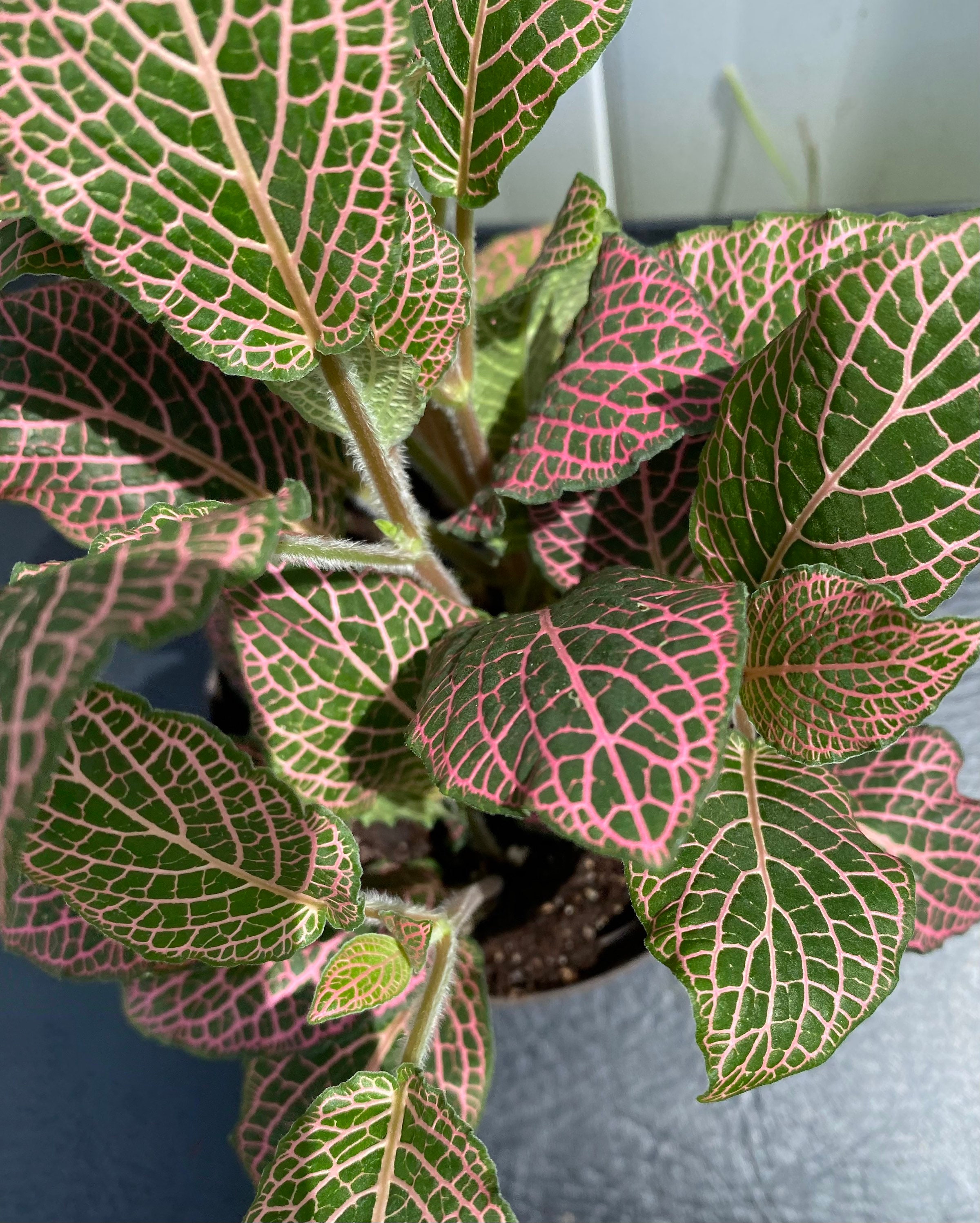 Fittonia Argyroneura