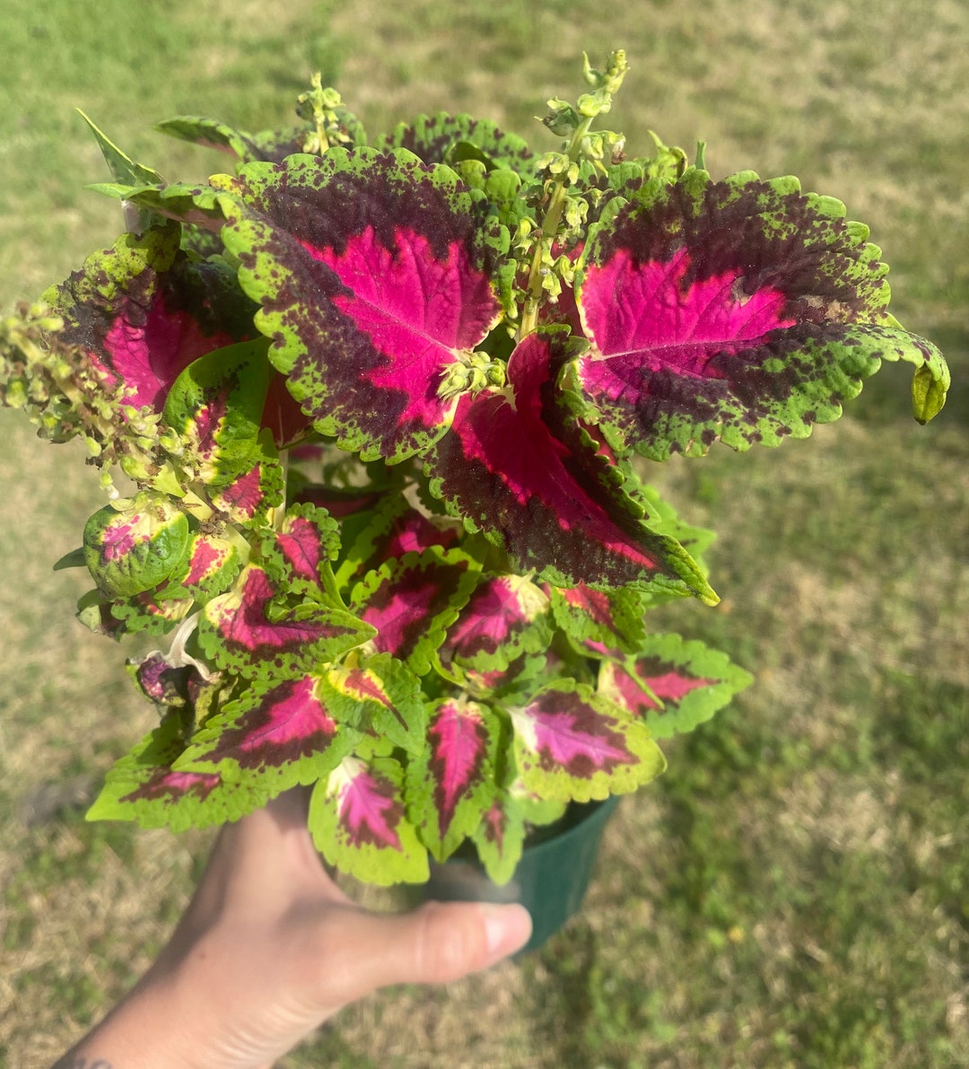Live Pink and Green Coleus, 4” Nursery Pot, Colorful Foliage, Fast ...