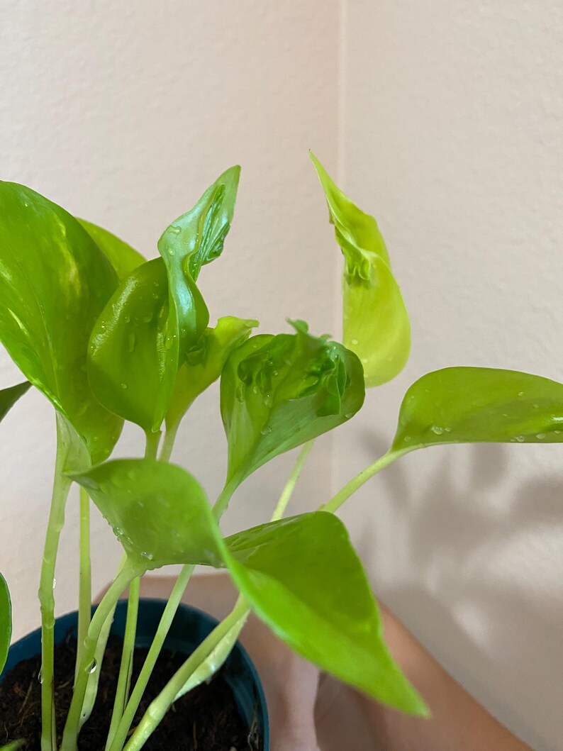 Pothos Champs Elysees | Teruno Pothos | Epipremnum Japanese Pothos ...