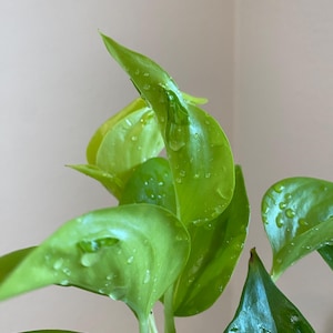 Pothos Champs Elysees | Teruno Pothos | Epipremnum Japanese Pothos ...