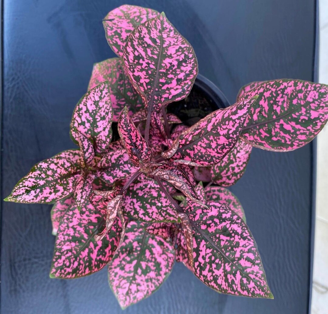 Hypoestes in 4” Pot, Multiple Colors, Polka Dot Plant, Live Tropical ...