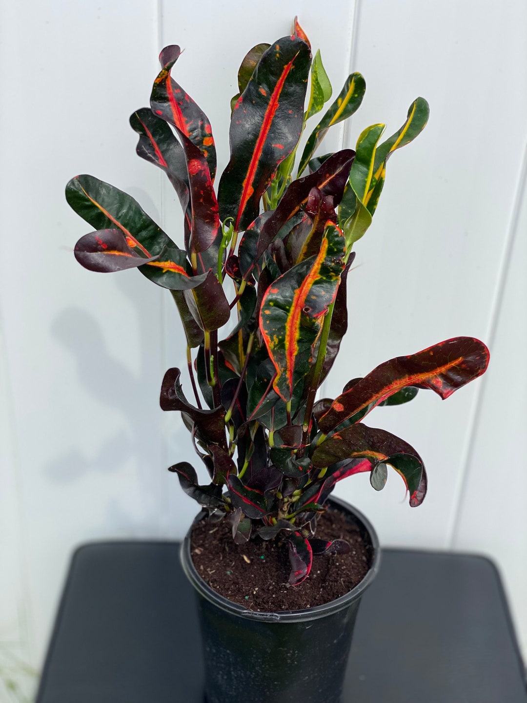 LIVE Codiaeum Croton Mammy, Live Tropical Plant, 6 Nursery Pot - Etsy
