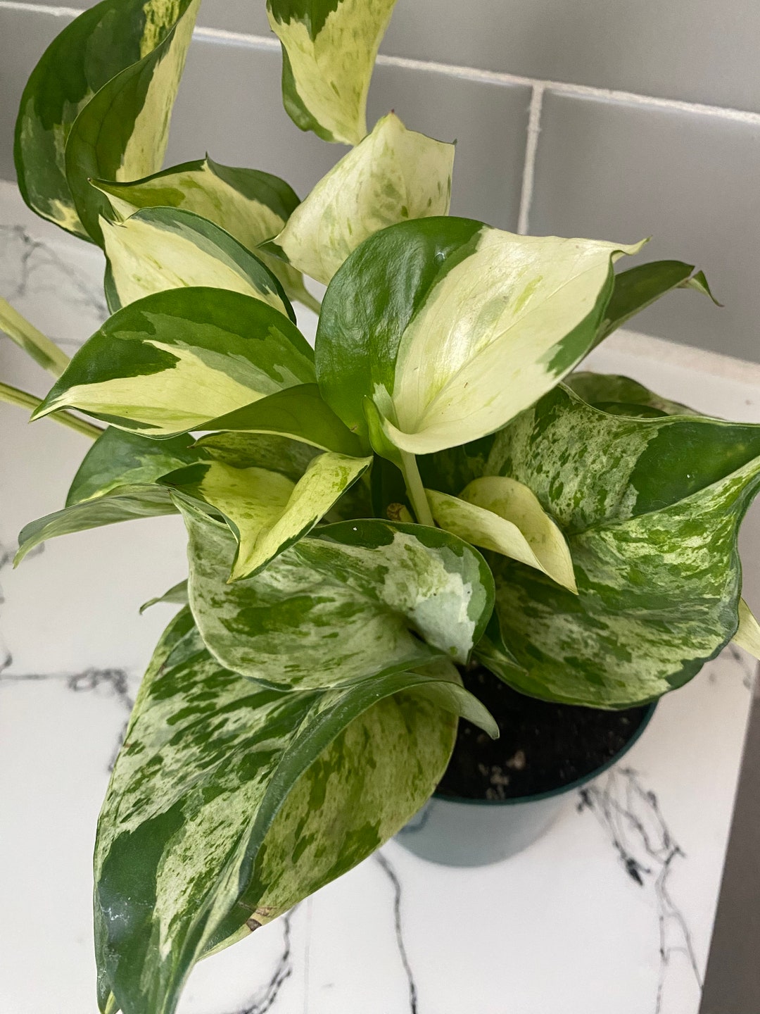 Manjula Pothos, Epipremnum Aureum, Rare Variegated Live Manjula Pothos ...