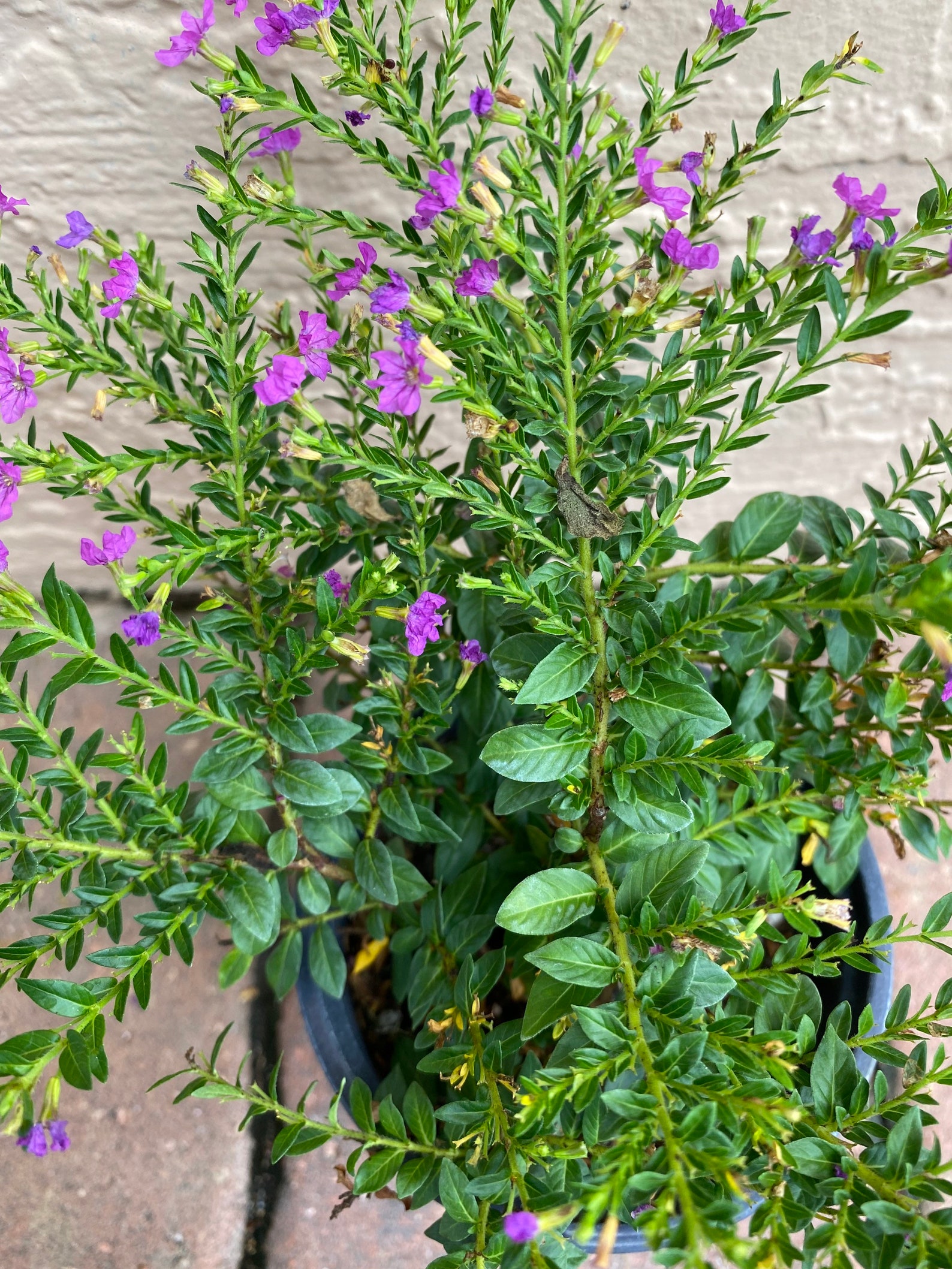 LIVE Mexican Heather Plant, 4.5 Inch Nursery Pot, Mother’s Day Gift ...