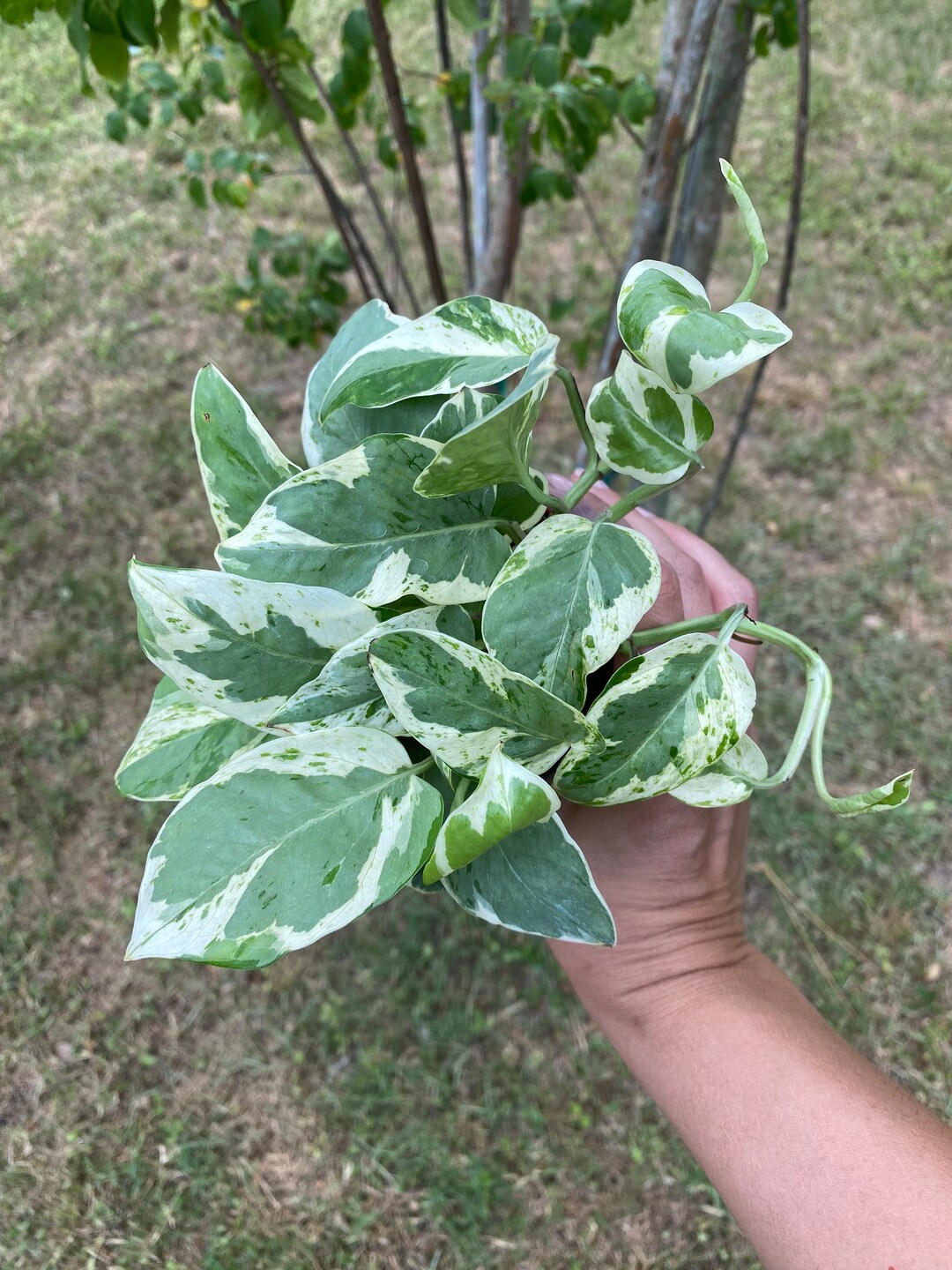 Pearls and Jade Pothos, Epipremnum Aureum, Rare Variegated Live Pothos ...