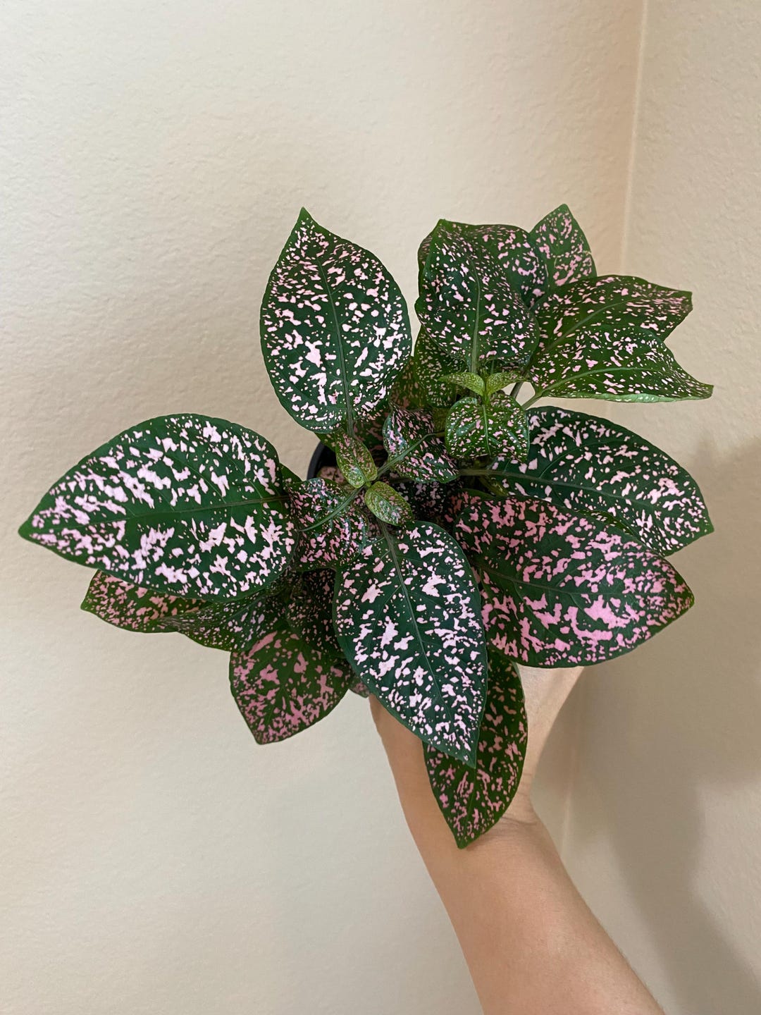 Hypoestes in 4 Pot, Multiple Colors, Polka Dot Plant, Live Tropical ...