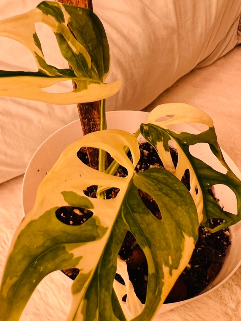 Monstera Adansonii Tricolor Variegated Whole Plant 01 - Etsy