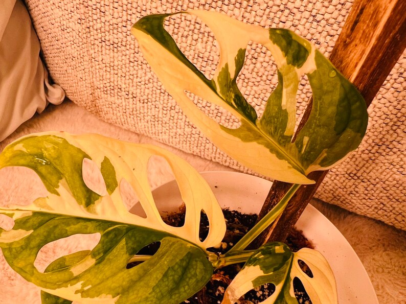 Monstera Adansonii Tricolor Variegated Whole Plant 01 - Etsy