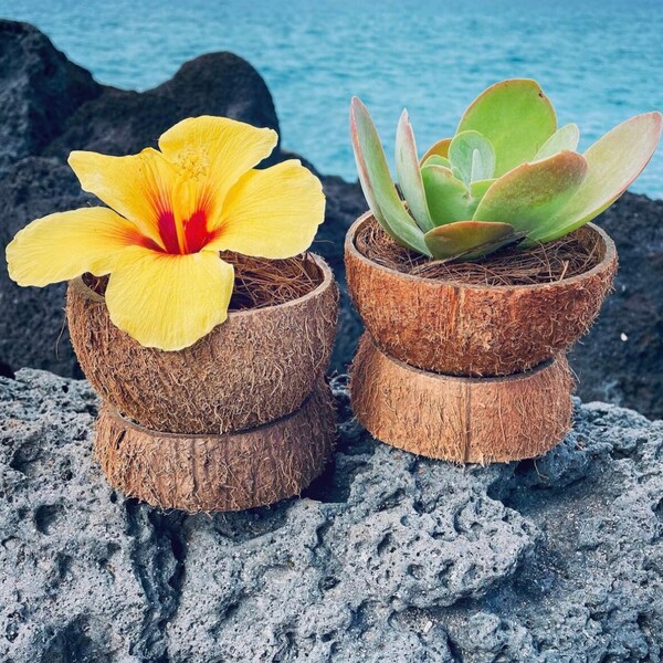 Coconut Plant Pot - Etsy