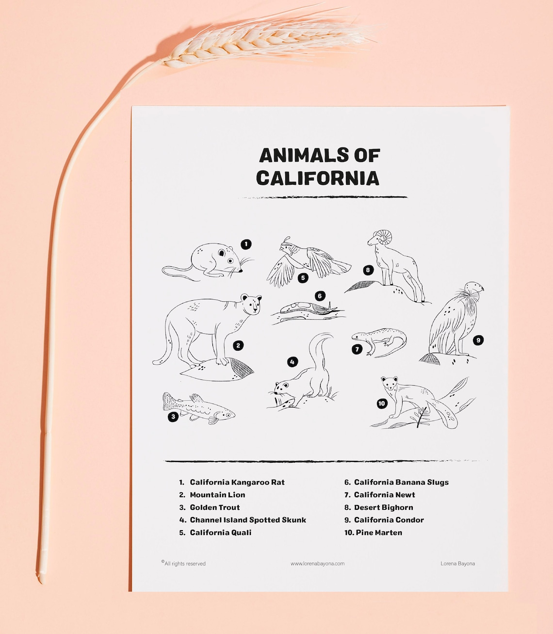 Animals of California Coloring Pages I Wildlife Coloring Pages I ...