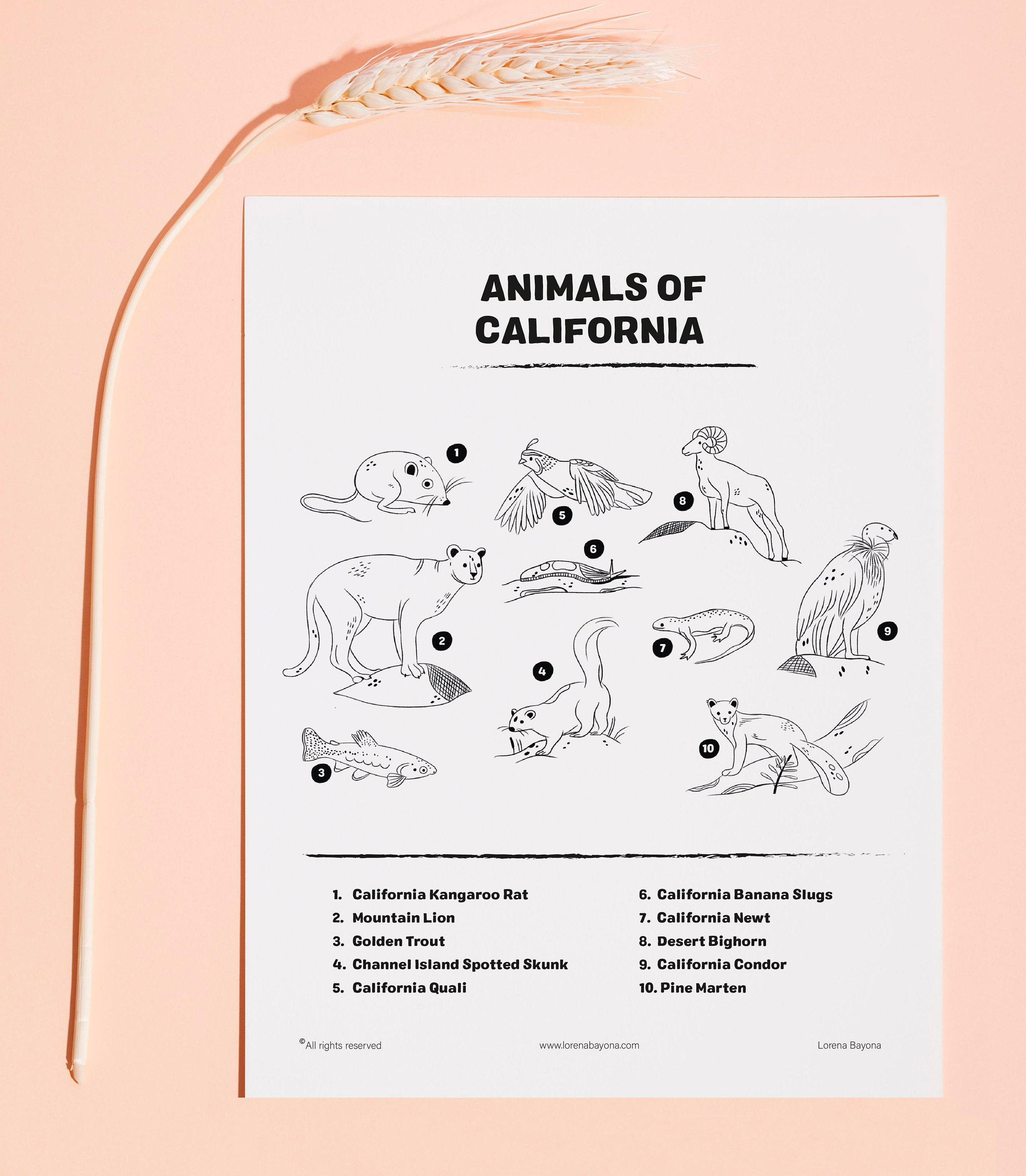 Animals of California Coloring Pages I Wildlife Coloring Pages I ...