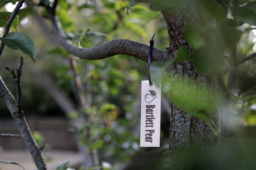 Stainless Steel Tree Tag – Durable and Elegant Identification Solution ...