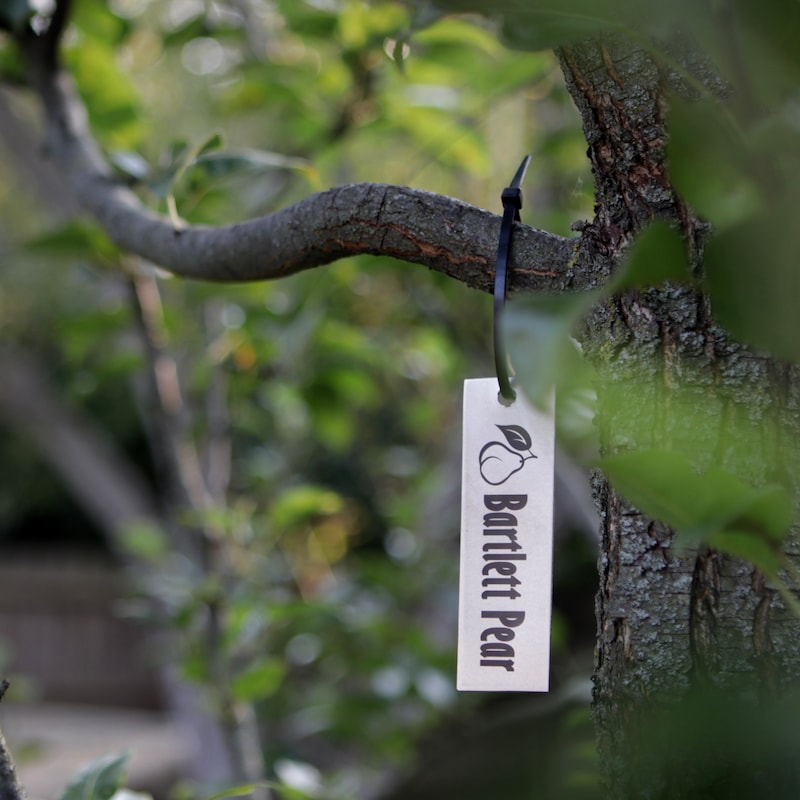 Memorial Tree Tag - Etsy