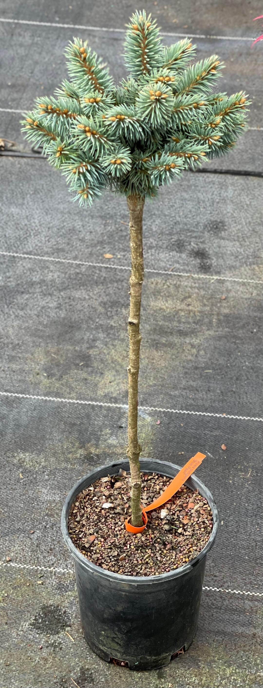 Picea Pungens 'blue Pearl' (blue Pearl Colorado Spruce) on 18" Standard ...