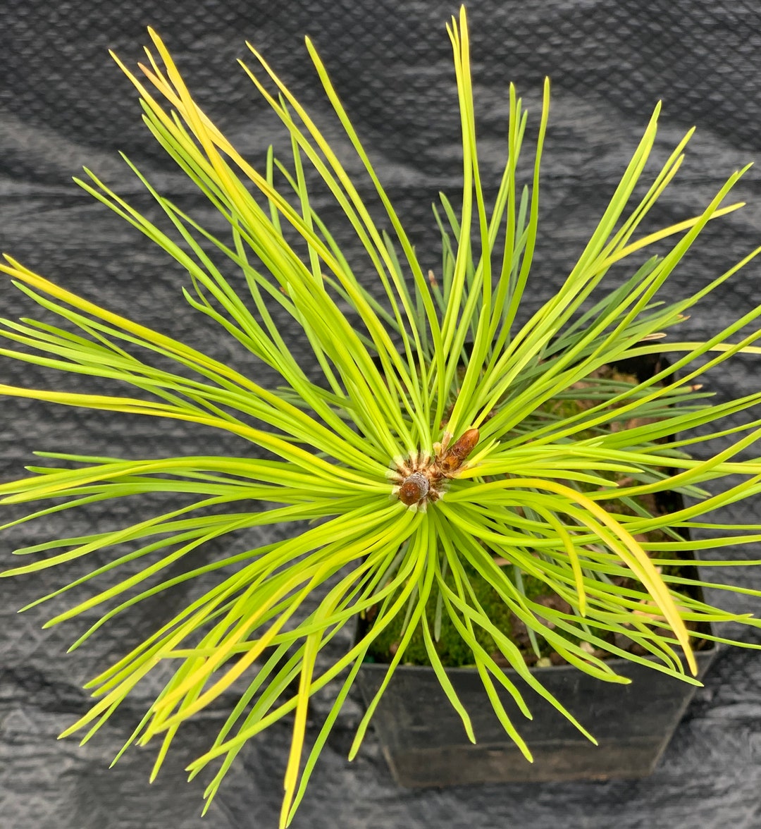 Pinus Contorta 'frisian Gold' frisian Gold Lodgepole Pine Rare - Etsy