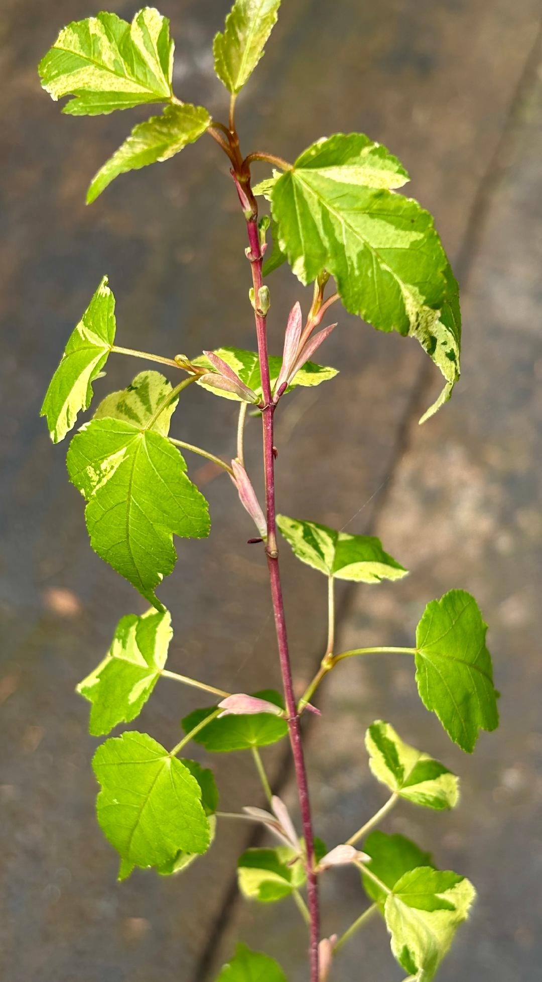 Acer Crataegifolium 'veitchii' (veitchii Hawthorne Maple) Rare! - Etsy