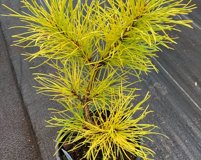 Pinus Strobus 'mini Twists' White Pine Live Plant 1 Gallon Pot - Etsy