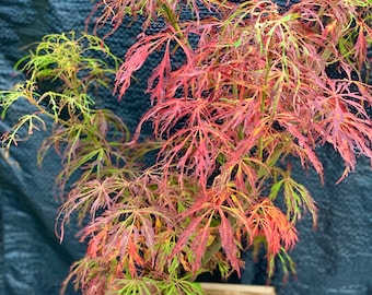 Acer Sieboldianum 'kumoi Nishiki' Japanese Maple - Etsy