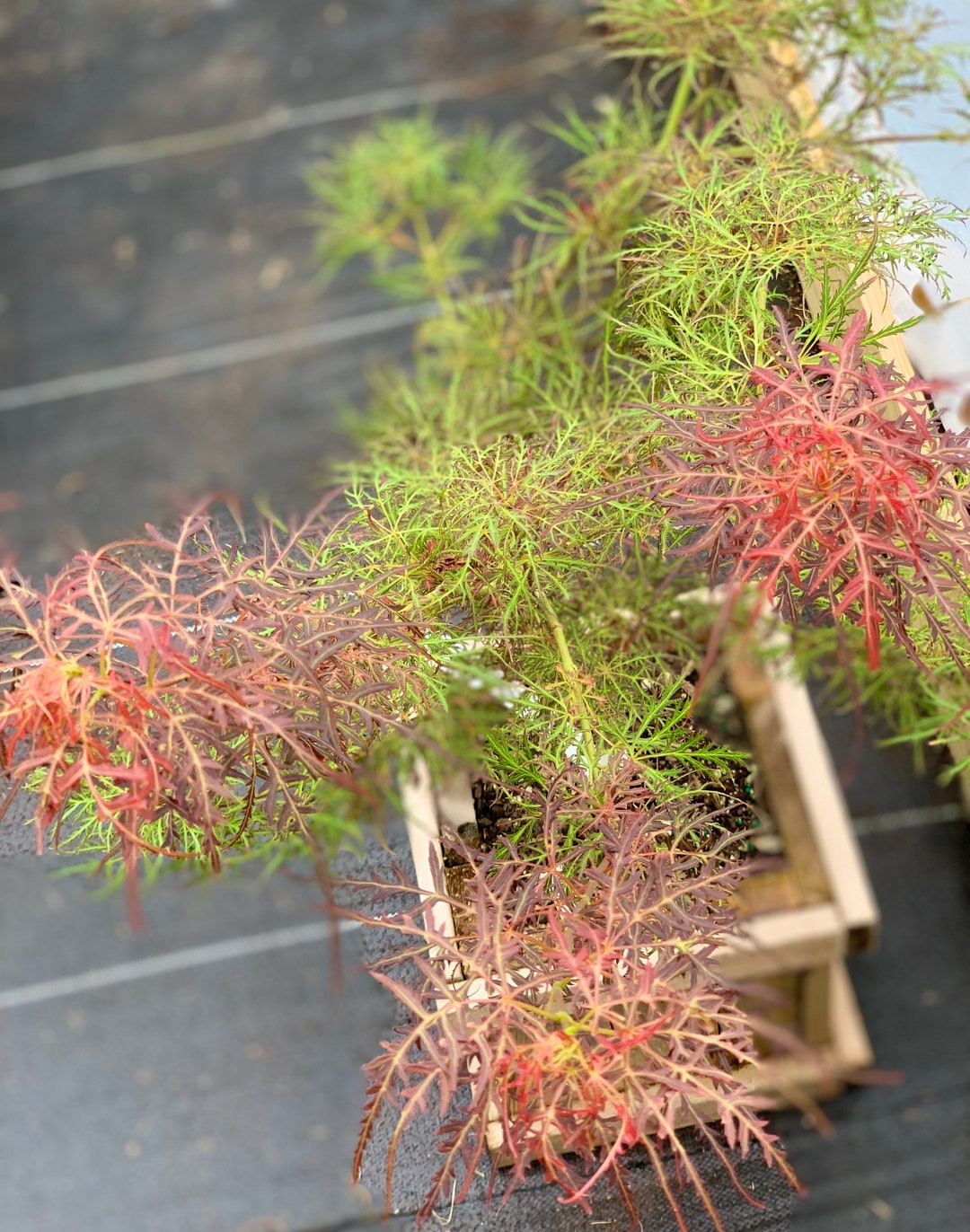 Acer Palmatum 'baby Lace' baby Lace Japanese Maple - Etsy
