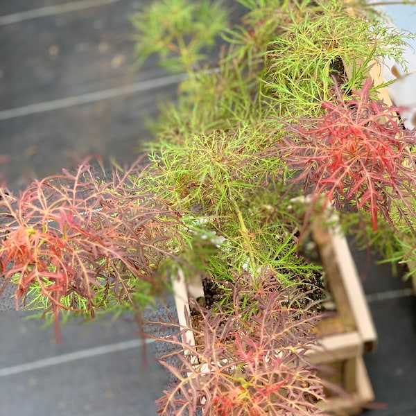 Japanese Maple - Etsy
