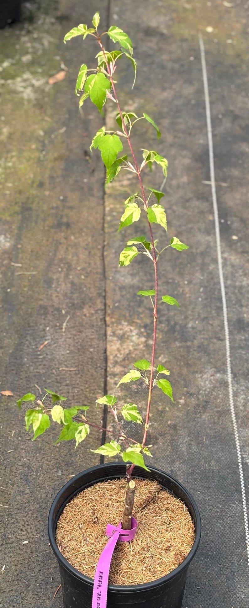 Acer Crataegifolium 'veitchii' (veitchii Hawthorne Maple) Rare! - Etsy