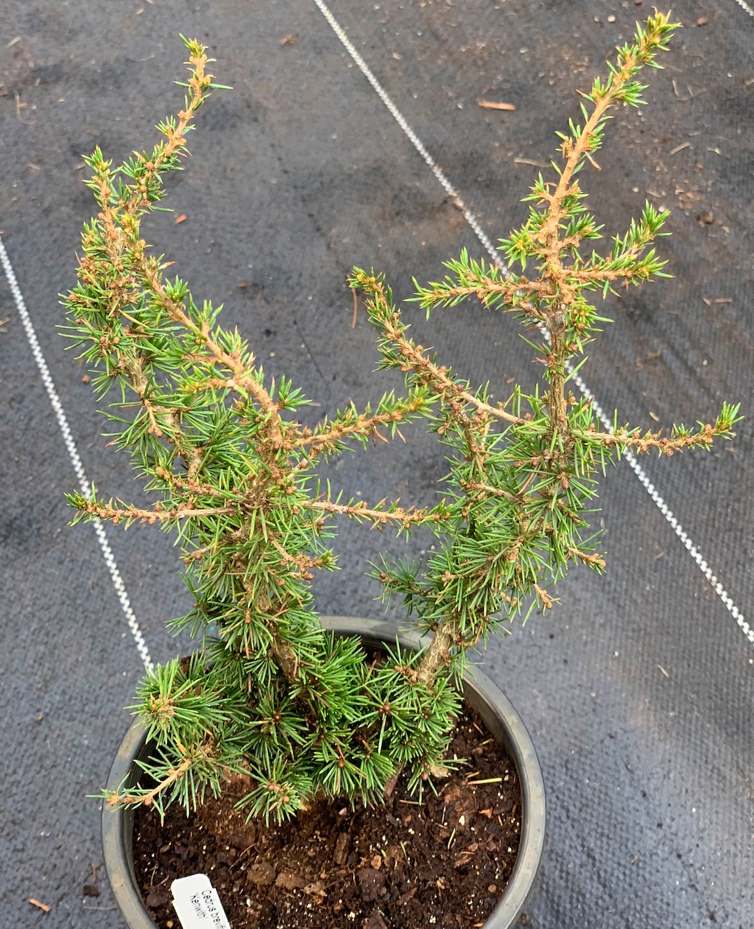 Cedrus Brevifolia 'kenwith' (kenwith Cyprian Cedar)- 4 Year Old Graft ...