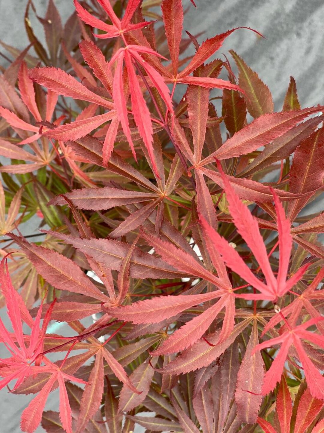 Acer Palmatum 'oregon Sunset' (oregon Sunset Japanese Maple) - Etsy