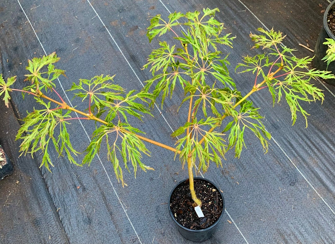 Acer Japonicum 'ao Jutan' ao Jutan Japanese Maple - Etsy
