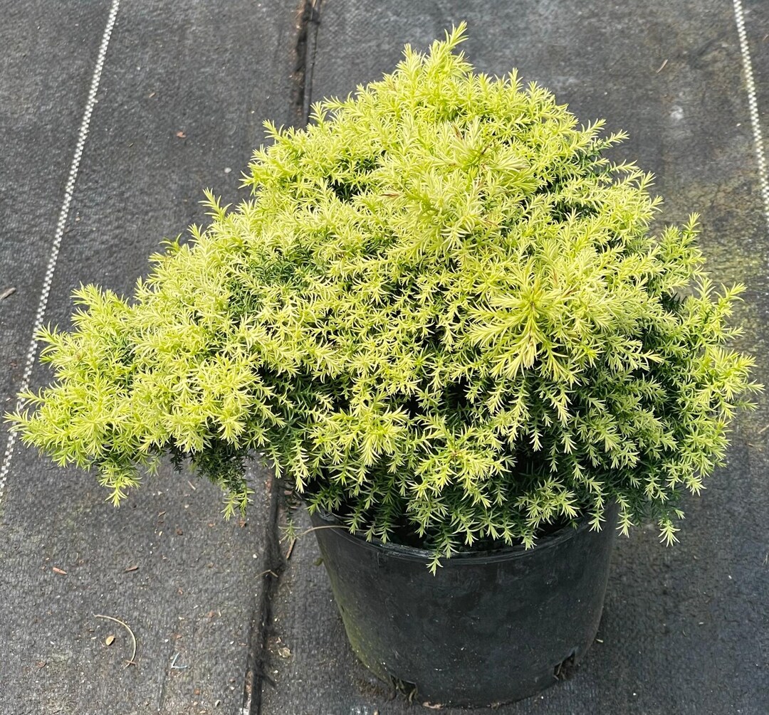 Cryptomeria Japonica 'twinkle Toes' (twinkle Toes Japanese Cedar) - Etsy