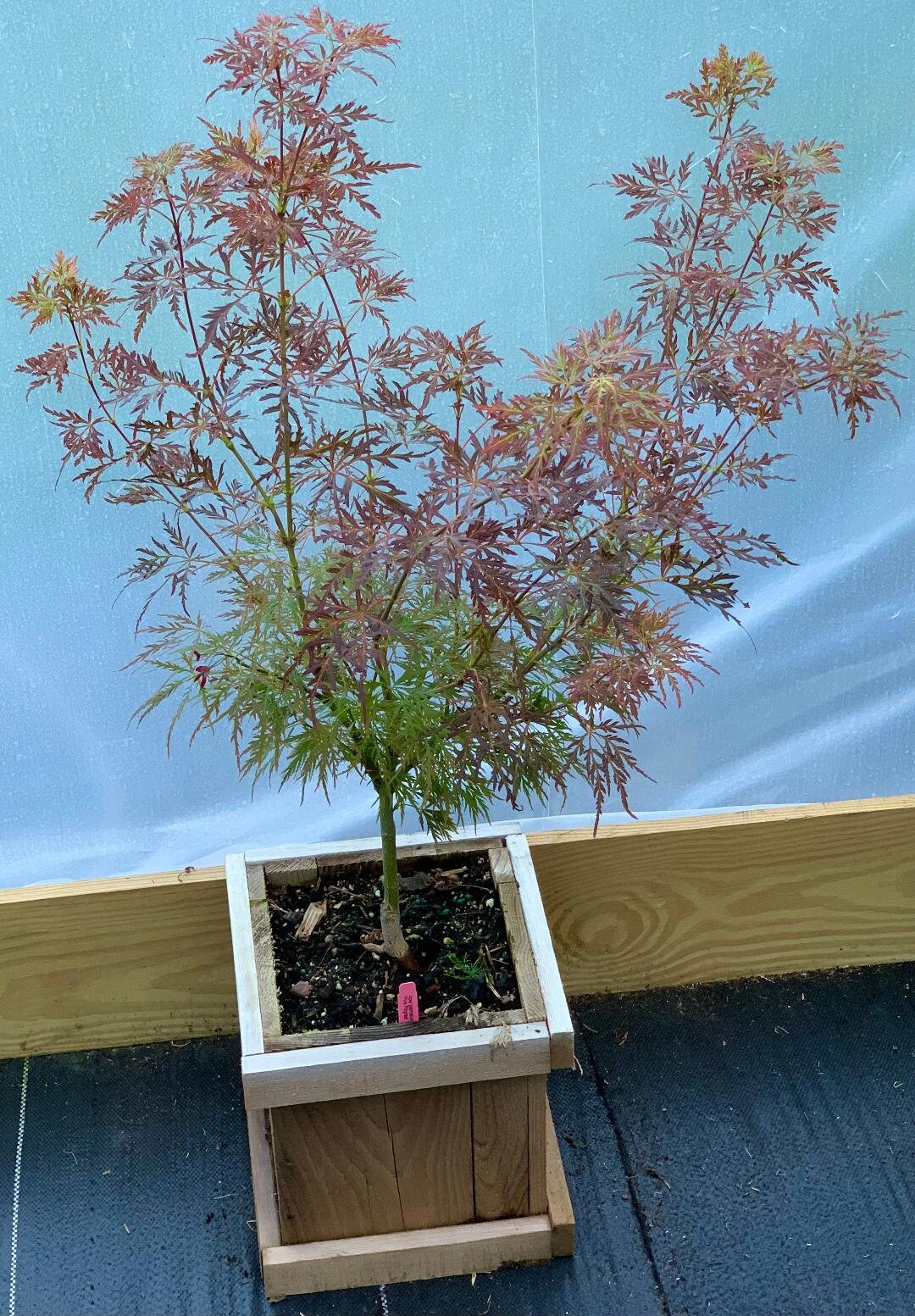 Acer Palmatum 'pink Filigree' pink Filigree Japanese Maple - Etsy
