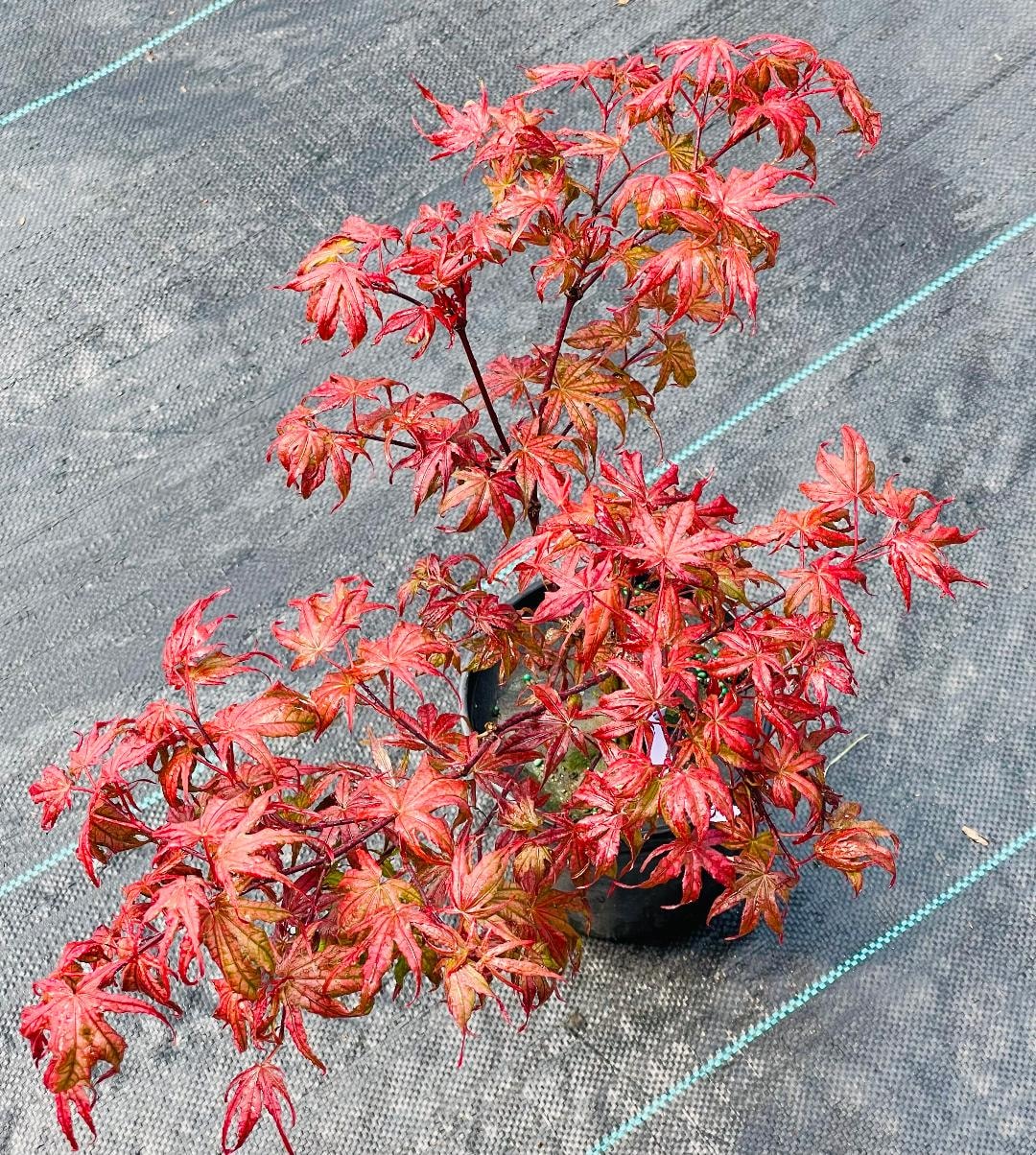 Acer Palmatum 'olsen's Frosted Strawberry' (olsen's Frosted Strawberry ...